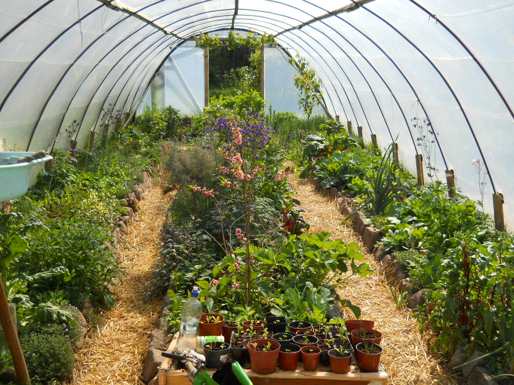 The Benefits of Mulching in a Land without Rain…Ireland ~ Permaculture ...
