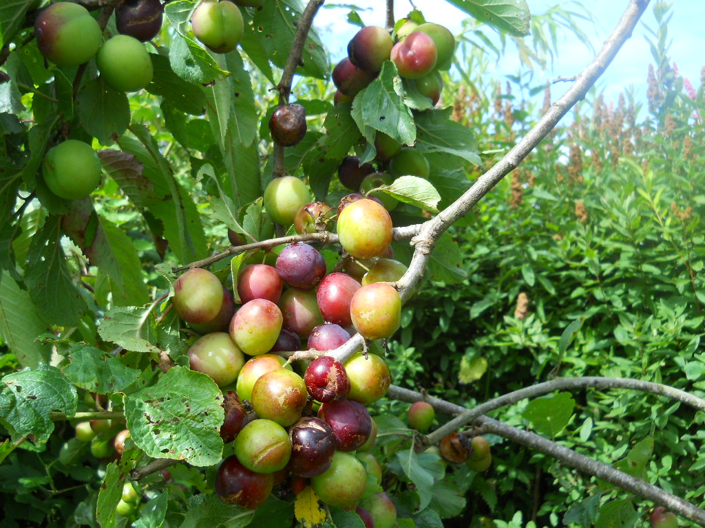 Plum tree at bealtaine cottage permaculture – Bealtaine Cottage, Ireland