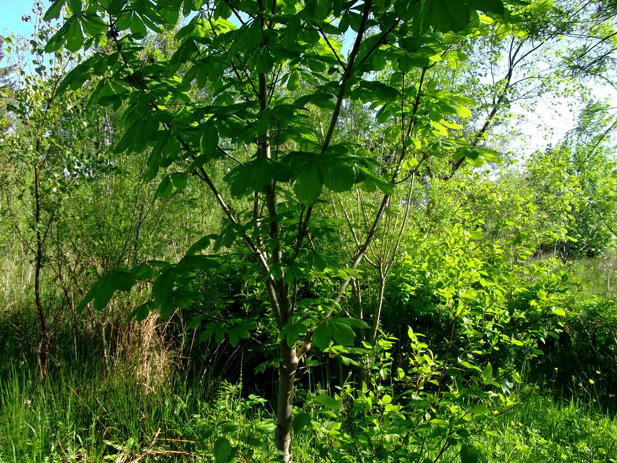 Young Chestnut tree at Bealtaine Cottage Permaculture Gardens ...