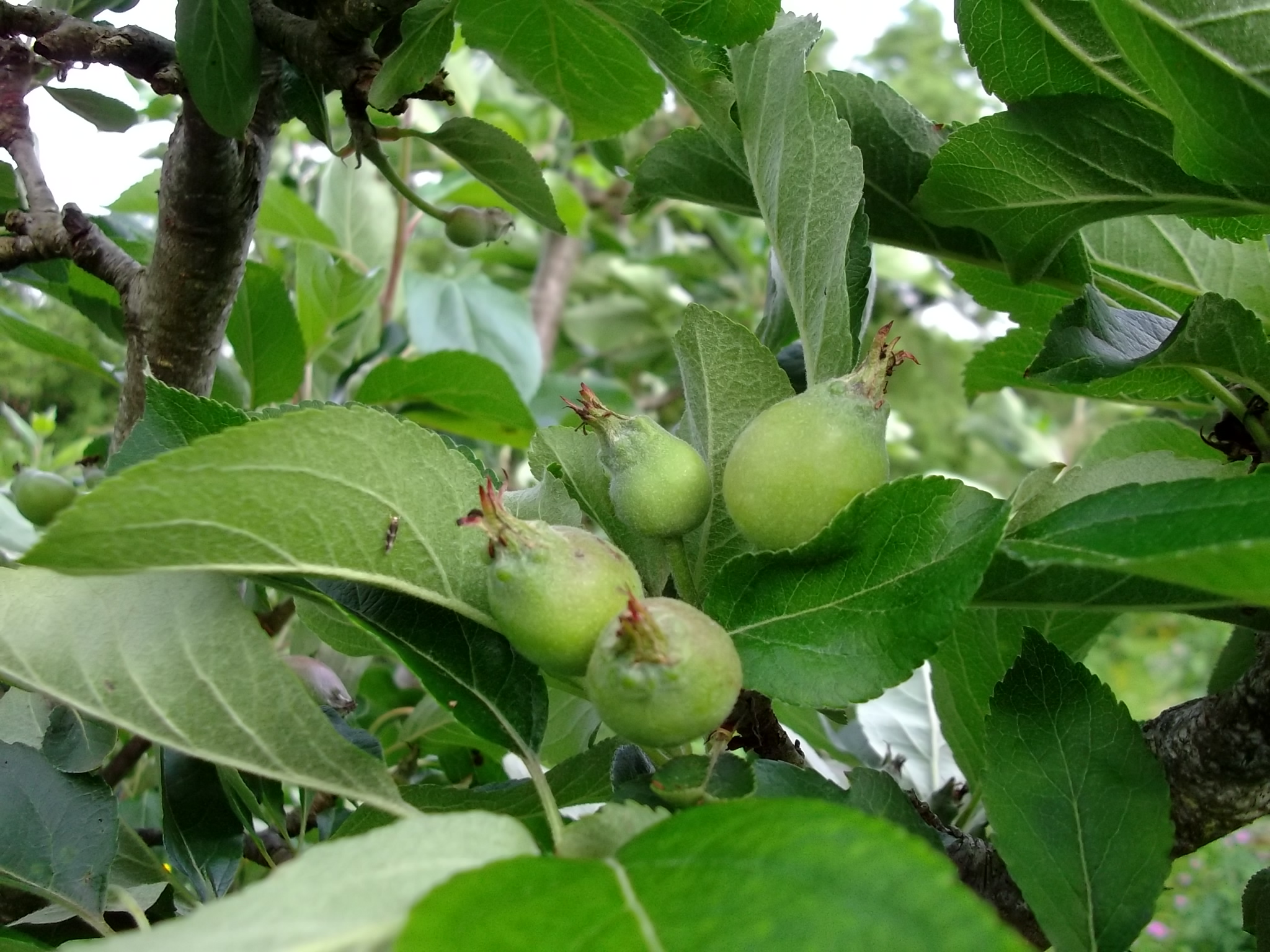 Apples growing in the permaculture gardens of Bealtaine Cottage ...