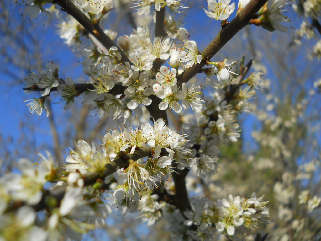 How To Make A Willow Arch For Your Garden…For Free – Bealtaine Cottage ...